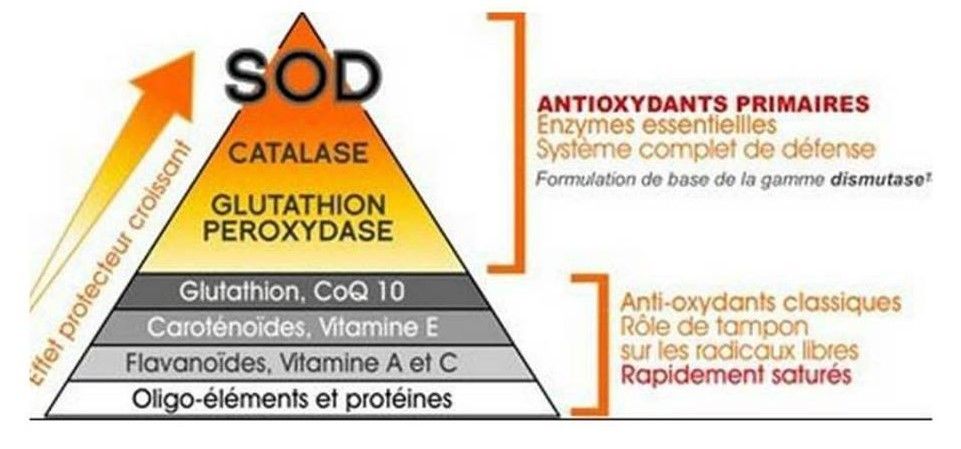 Les ANTIOXYDANTS: Le Véritable bouclier contre les radicaux libres ...