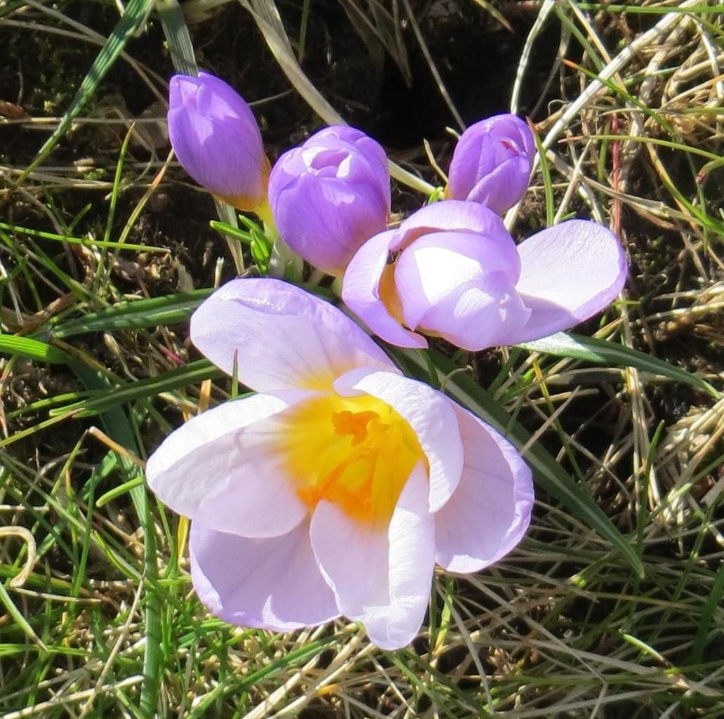 Les crocus 1/2 - Journal d'un jardinier amateur