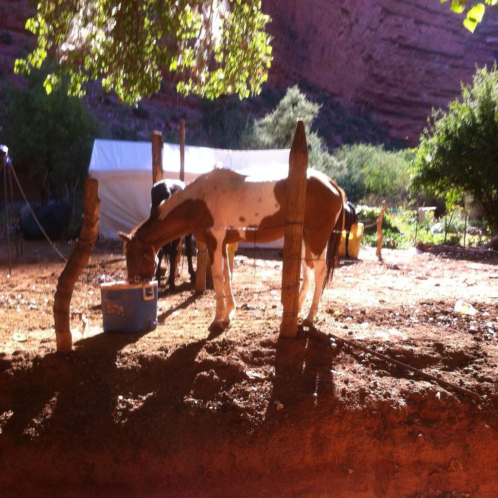 Supai Trail - Supai Trail