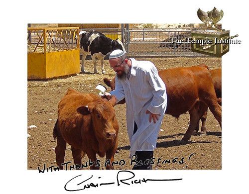 LA VACHE ROUSSE EN ISRAEL - MAISON LYS LES AMIS D'ISRAEL