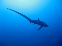 Le requin-Renard (Alopias vulpinus) - Sharks