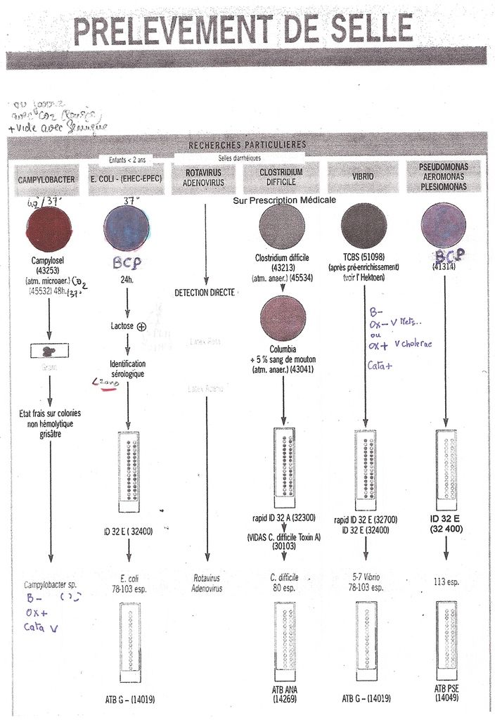 Coproculture 2 - biologie