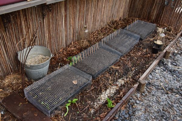 Lutte contre les rongeurs: défense passive, deuxième essai - Au jardin ...