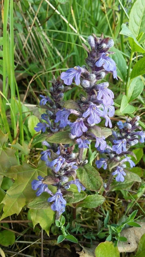 La Bugle rampante (Ajuga reptans) - Nature d'ici et d'ailleurs