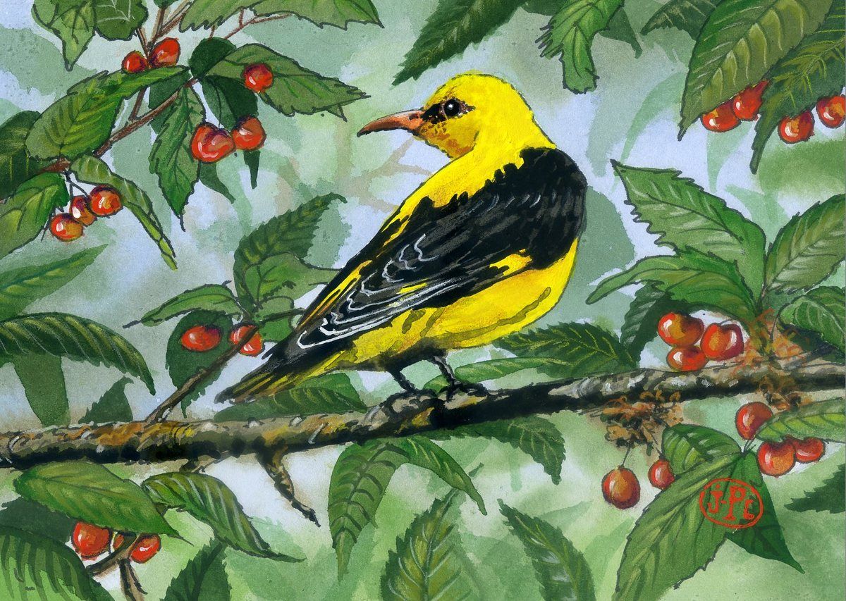 Le Loriot d'Europe, un oiseau en or - Nature d'ici et d'ailleurs