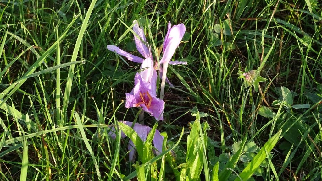 Le colchique d’automne - Nature d'ici et d'ailleurs