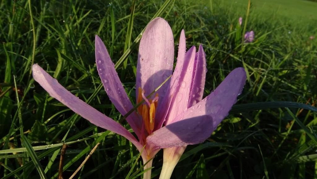 Le colchique d’automne - Nature d'ici et d'ailleurs