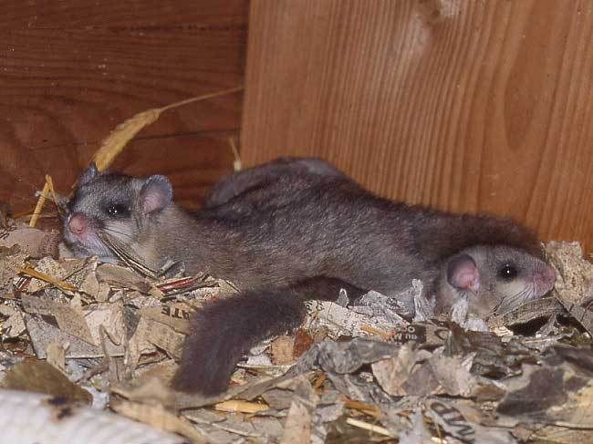 Plutôt Loir ou Lérot ? - Nature d'ici et d'ailleurs