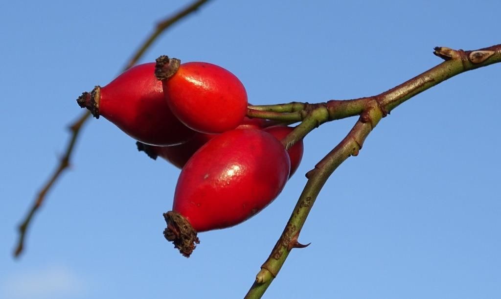Mangeons l'églantier, cynorhodon ou gratte cul… - Nature d'ici et d ...