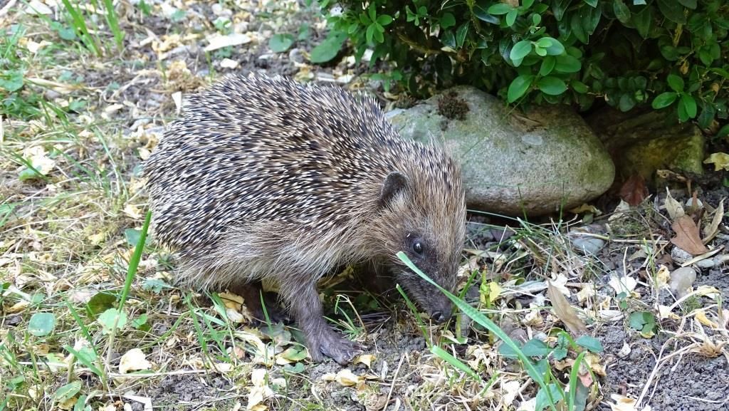 Pensez aux petites bêtes en hiver - Nature d'ici et d'ailleurs