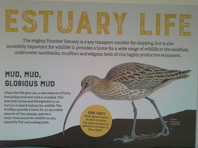 Carte postale de... Spurn - Nature d'ici et d'ailleurs