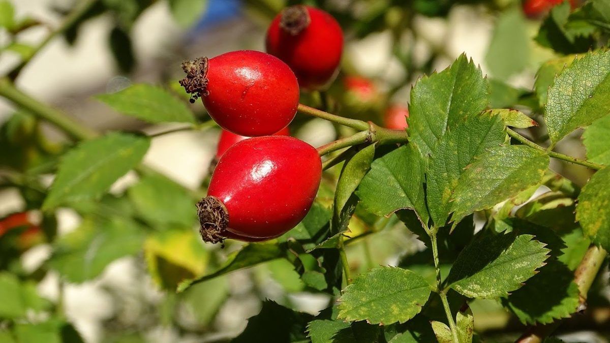 Les cadeaux du rosier sauvage - Nature d'ici et d'ailleurs
