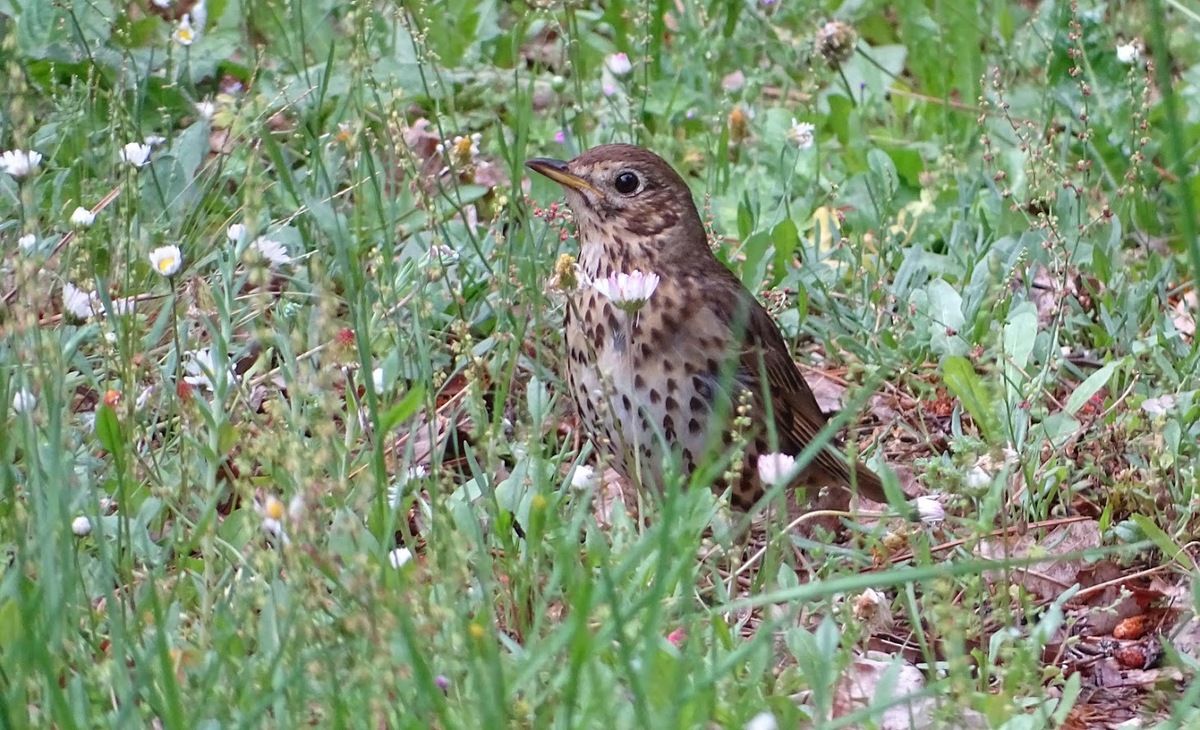 La grive musicienne, une virtuose du chant - Nature d'ici et d'ailleurs