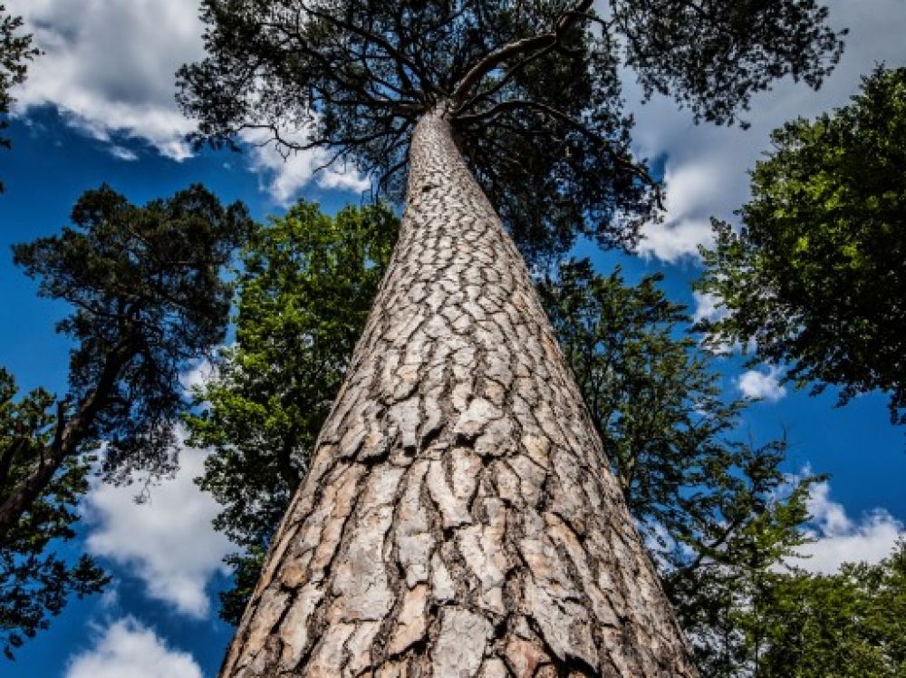 La forêt de Haguenau devient forêt d'exception - Nature d'ici et d'ailleurs