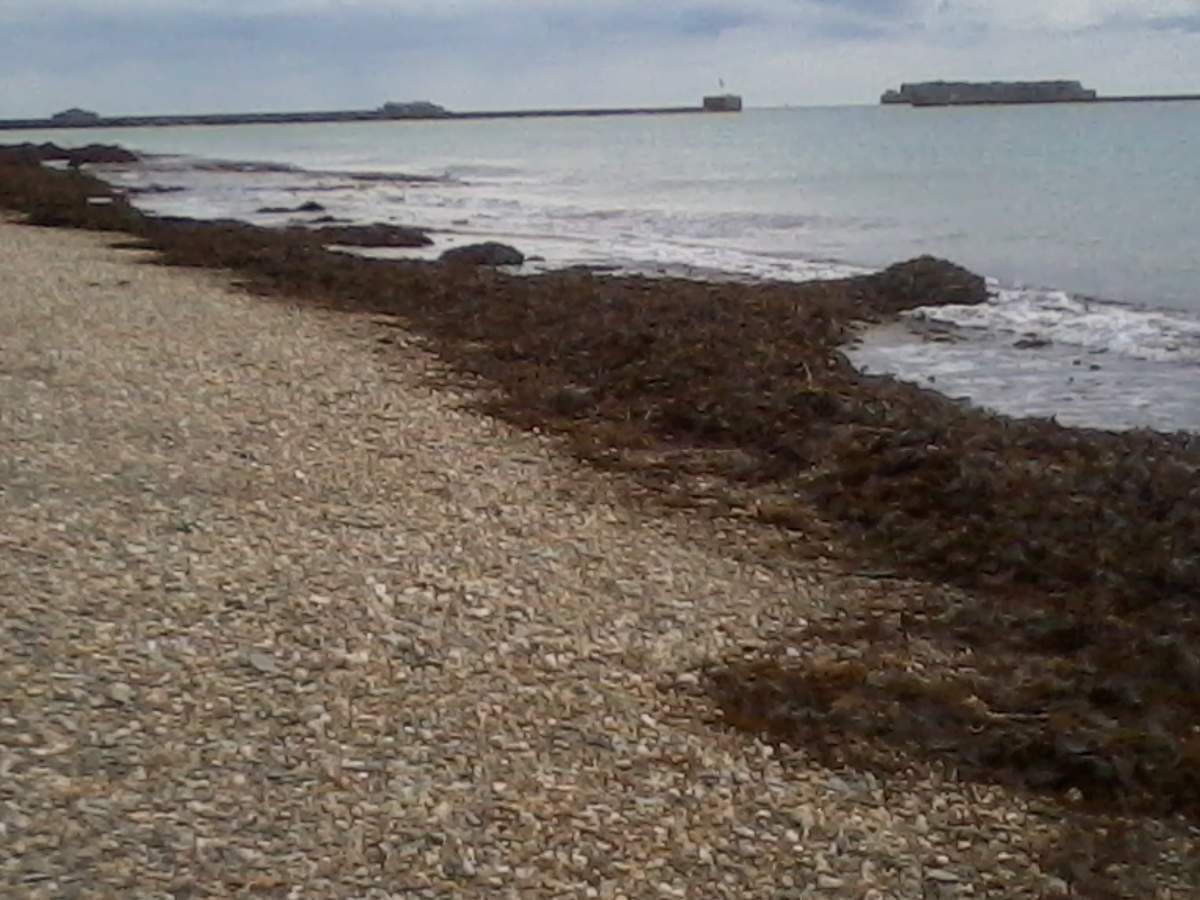 LE GOÉMON A COLLIGNON - Le Blog de MAÏA