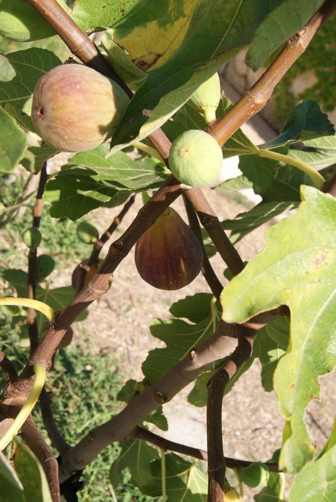 Figue, banane, pomme - Petit pot et grande cuisine
