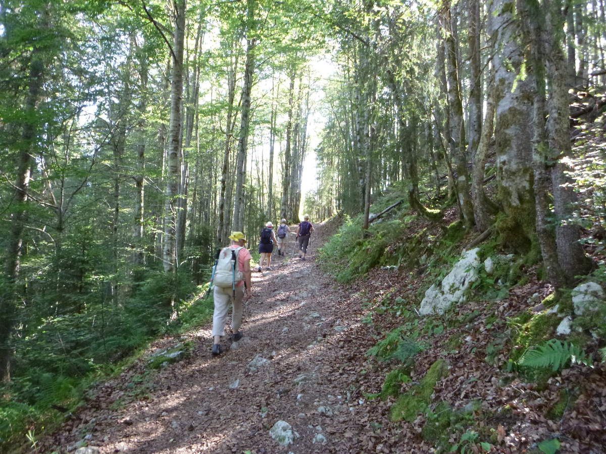 DANS LA FORÊT DU RISOUX - RANDOCOPS