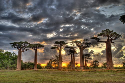 Morondava - association de chauffeurs guides madagascar - Look Gasy ...