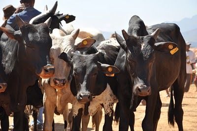 Ihosy - association de chauffeurs guides madagascar - Look Gasy Aventures