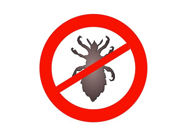 Solution naturelle pour éradiquer les poux et lentes - La Fée Rie de Stef