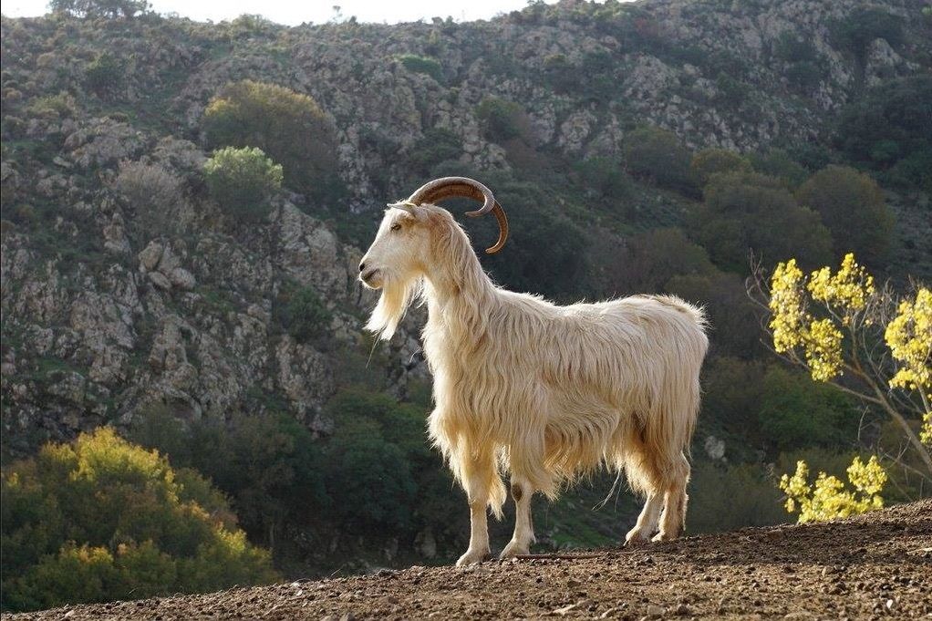 LA CHÈVRE BLANCHE. - Corse Images et Histoire