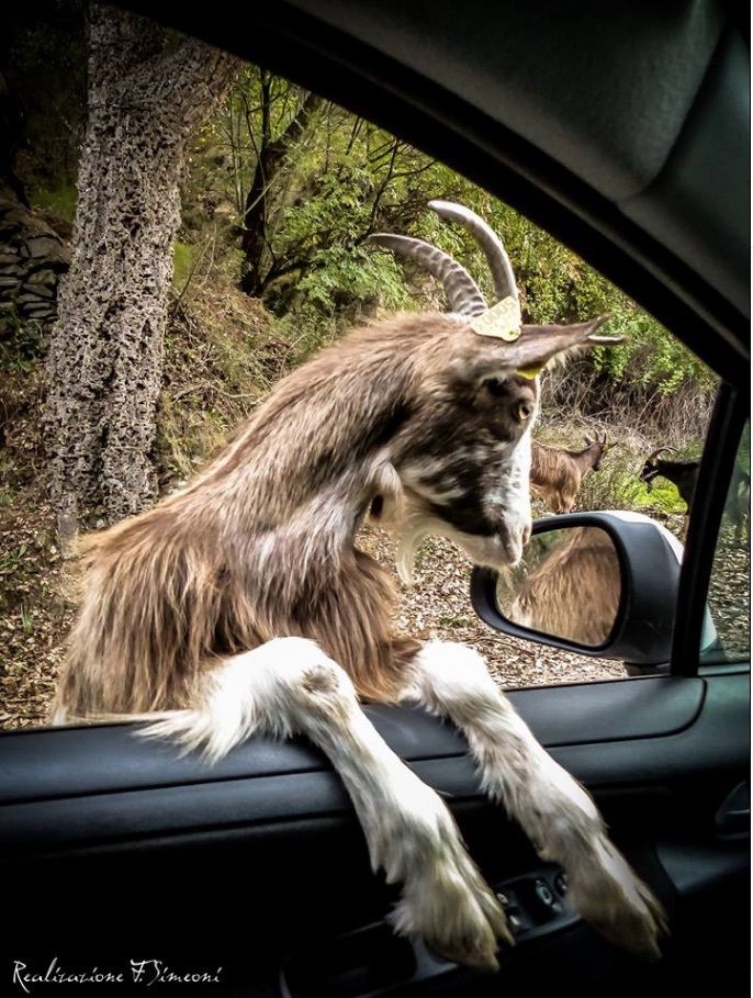 LA CHÈVRE ET LE TEST DU MIROIR. - Corse Images et Histoire