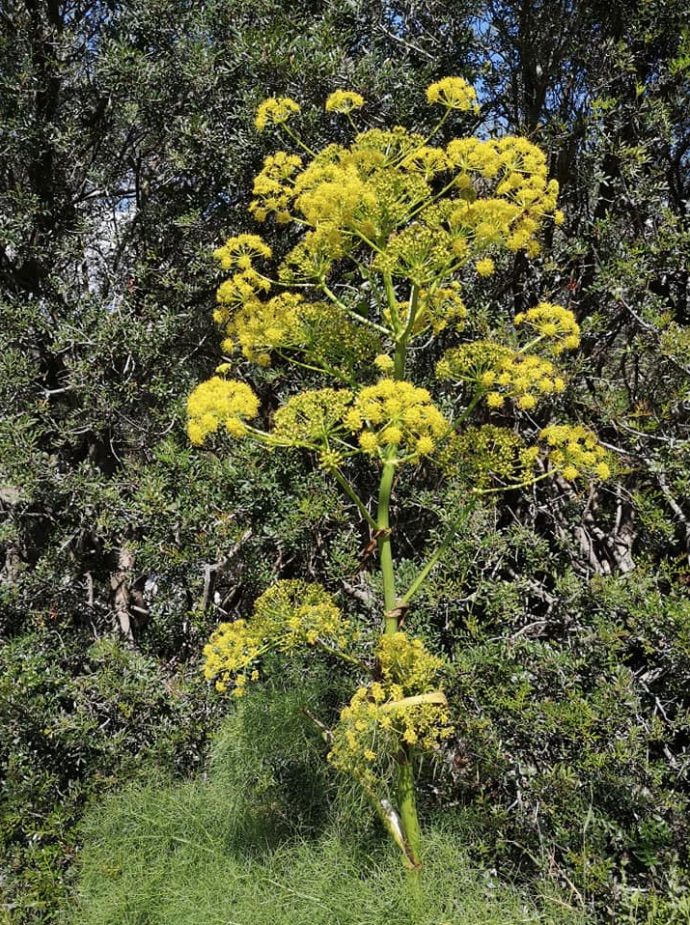 A FERULA. (LA FÉRULE) - Corse Images et Histoire