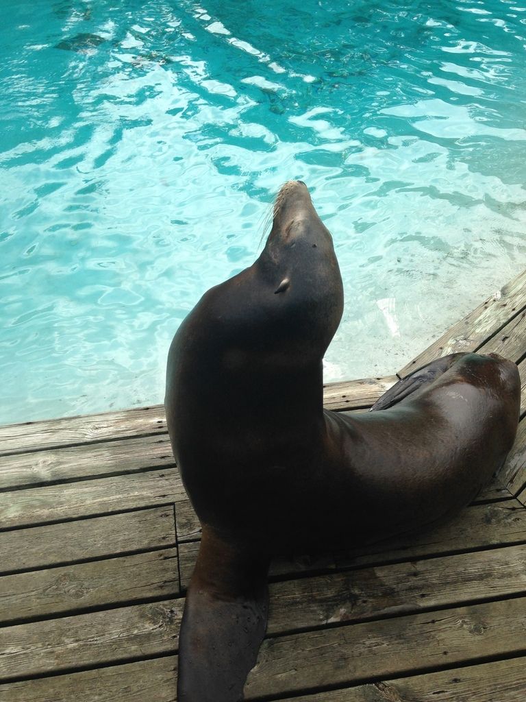 Mon projet. - Passion Zoo