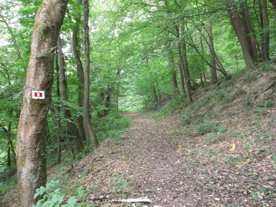 THANN : PETIT CIRCUIT FORESTIER (R 254) - LTD RANDO 68