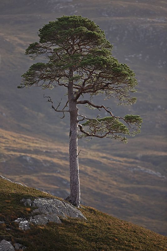 Those Native Scottish Trees - jackelliot