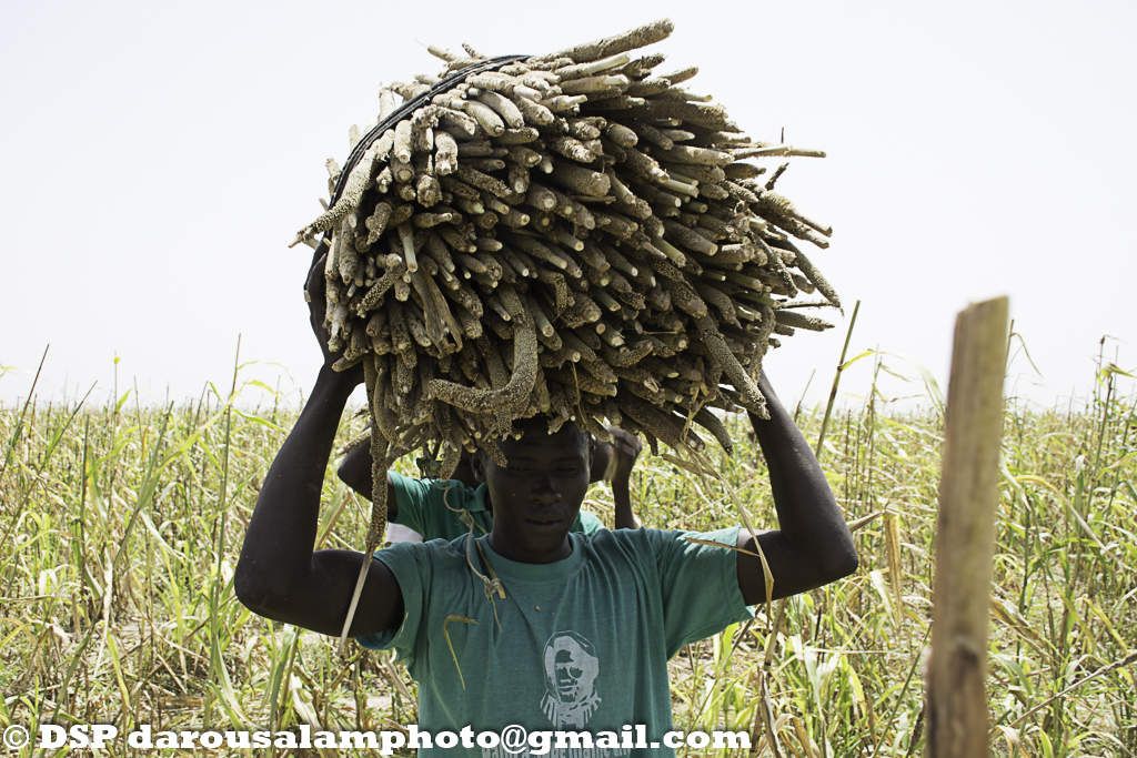 KHELCOM EXEMPLE DU PÉRIMÈTRE AGRICOLE DE SENEGAL - DSP-Assane sow