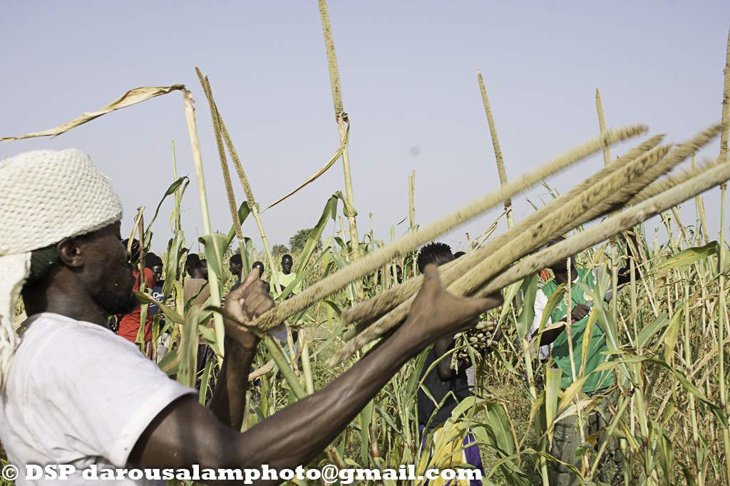 KHELCOM EXEMPLE DU PÉRIMÈTRE AGRICOLE DE SENEGAL - DSP-Assane sow