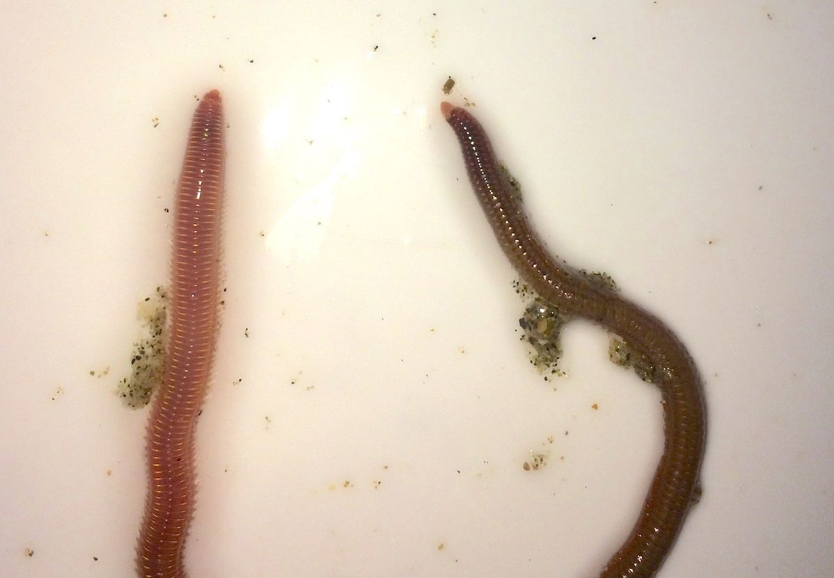 Le ver de sable (cordelle) - Surfcasting Méditerranée