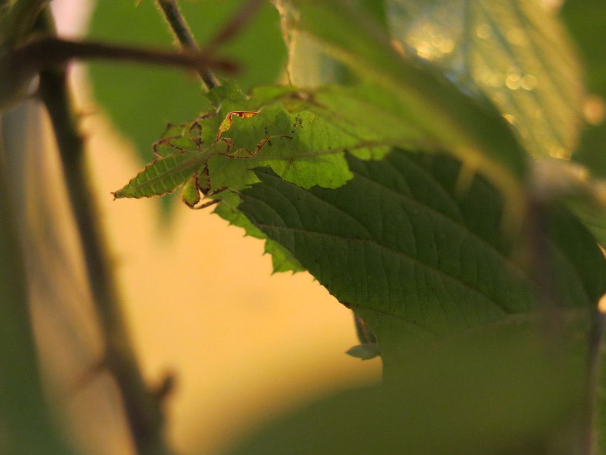 Evolution de mes phasmes feuilles. Suivi d'élevage Décembvre 2016 - Vavaphasme