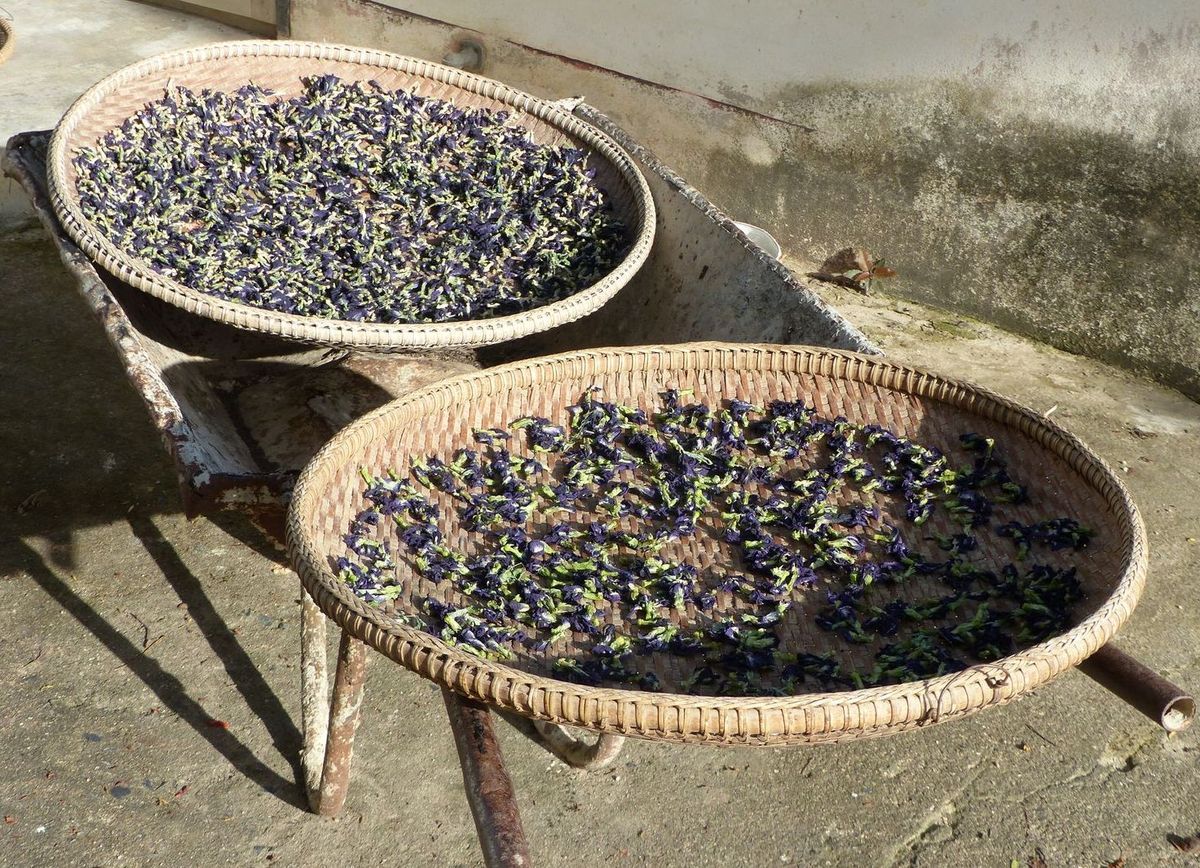 Fleurs comestibles (2) - Dok Anchan - Noy et Gilbert en Thaïlande