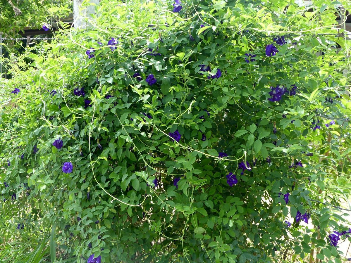 Fleurs comestibles (2) - Dok Anchan - Noy et Gilbert en Thaïlande