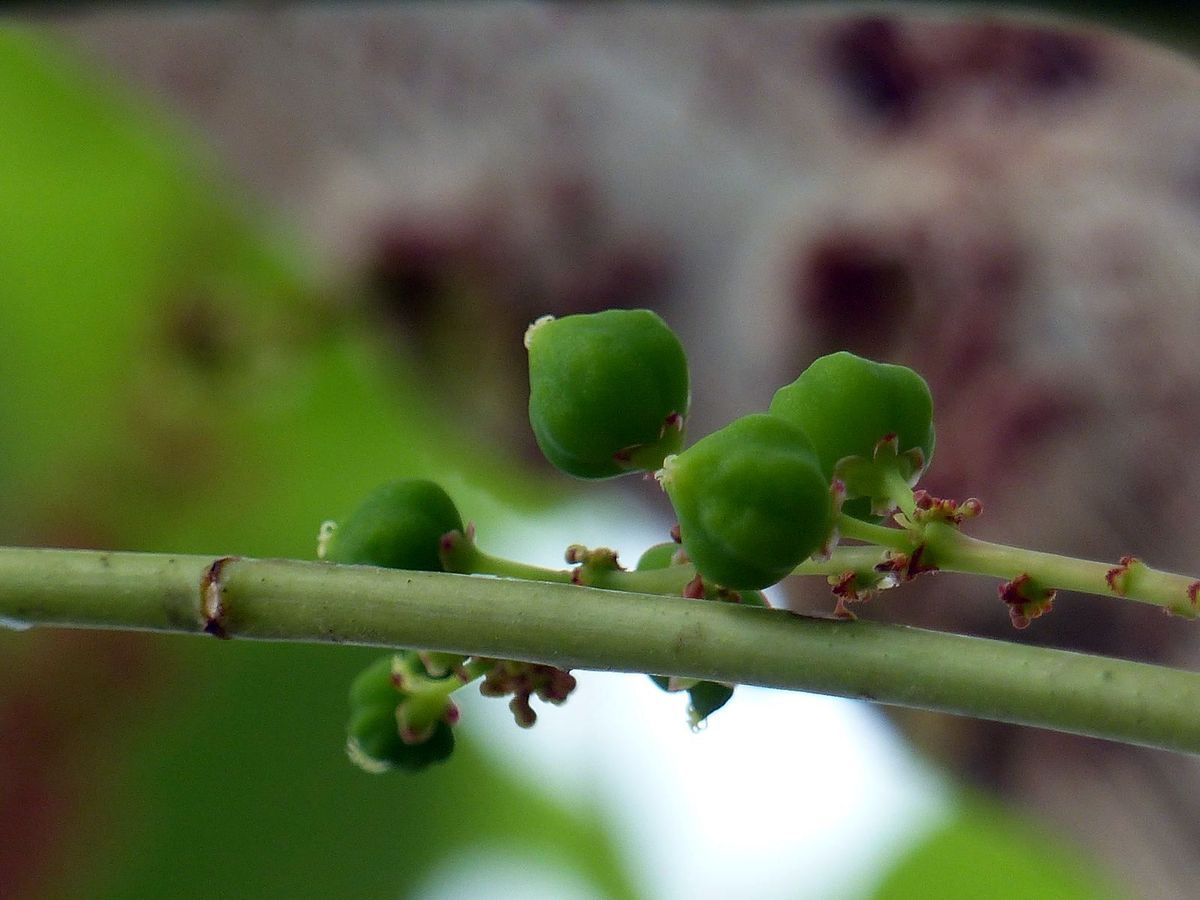Fruit de saison (18-01) - Le mayom - Noy et Gilbert en Thaïlande