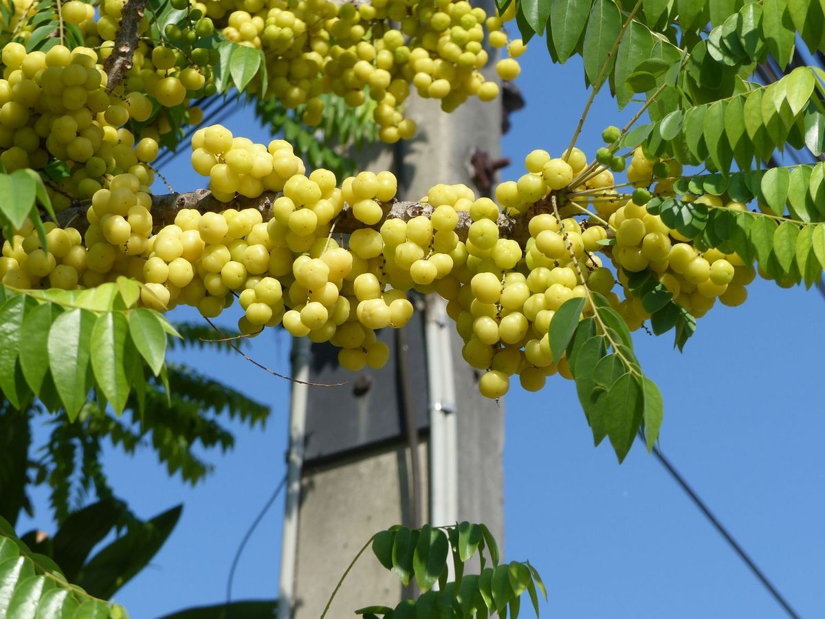 Fruit de saison (18-01) - Le mayom - Noy et Gilbert en Thaïlande