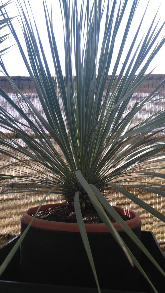 Yucca Rostrata - Home Exotic