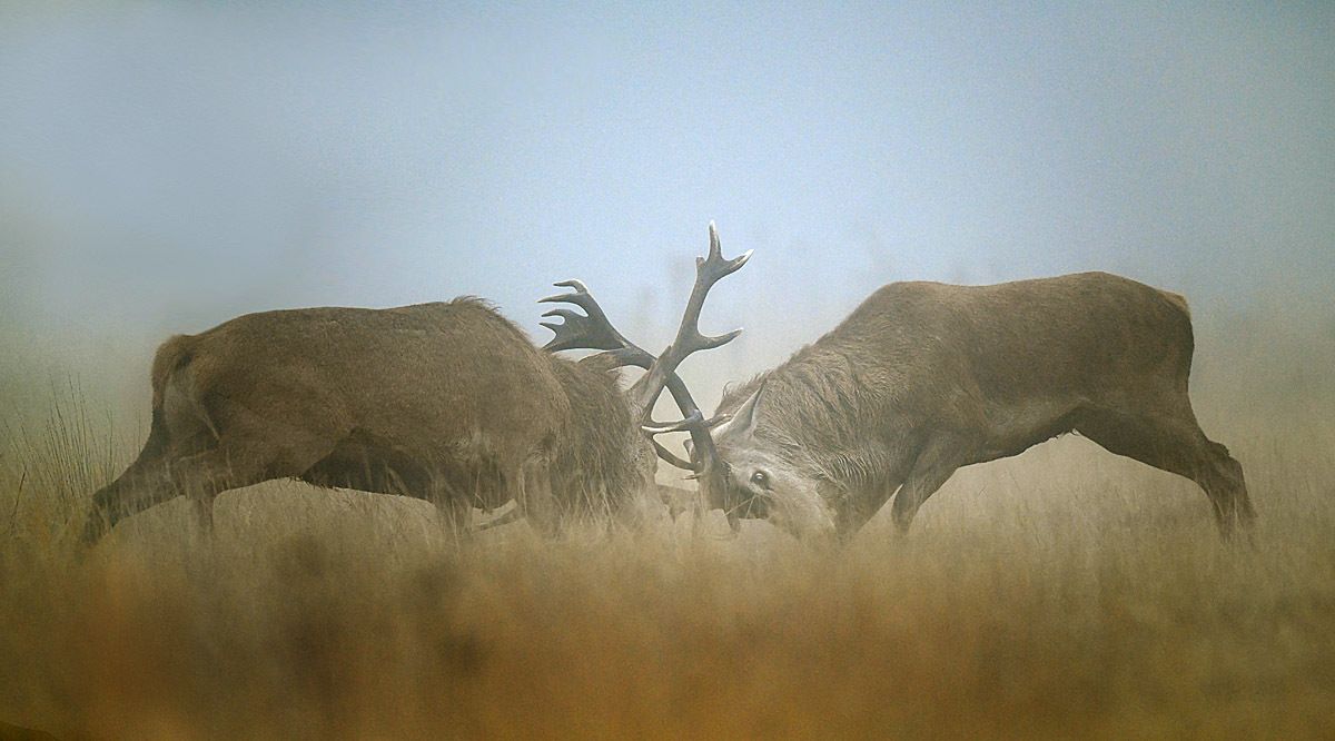Combats de cerfs - NatureJL