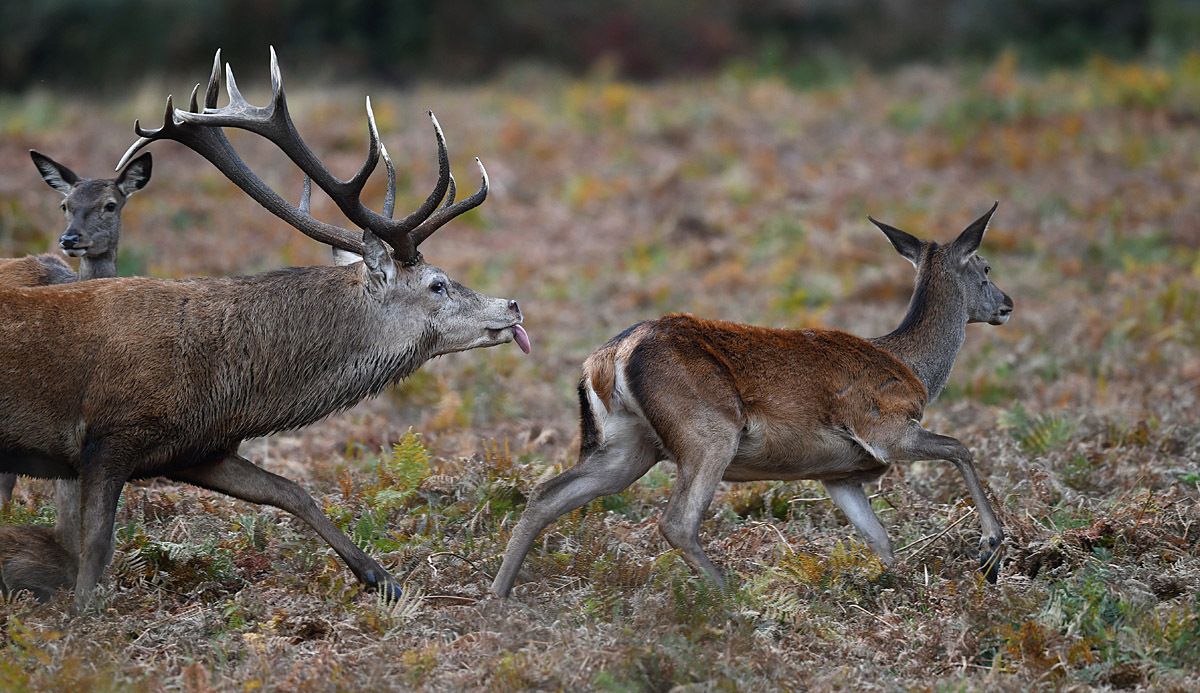 Combats de cerfs - NatureJL