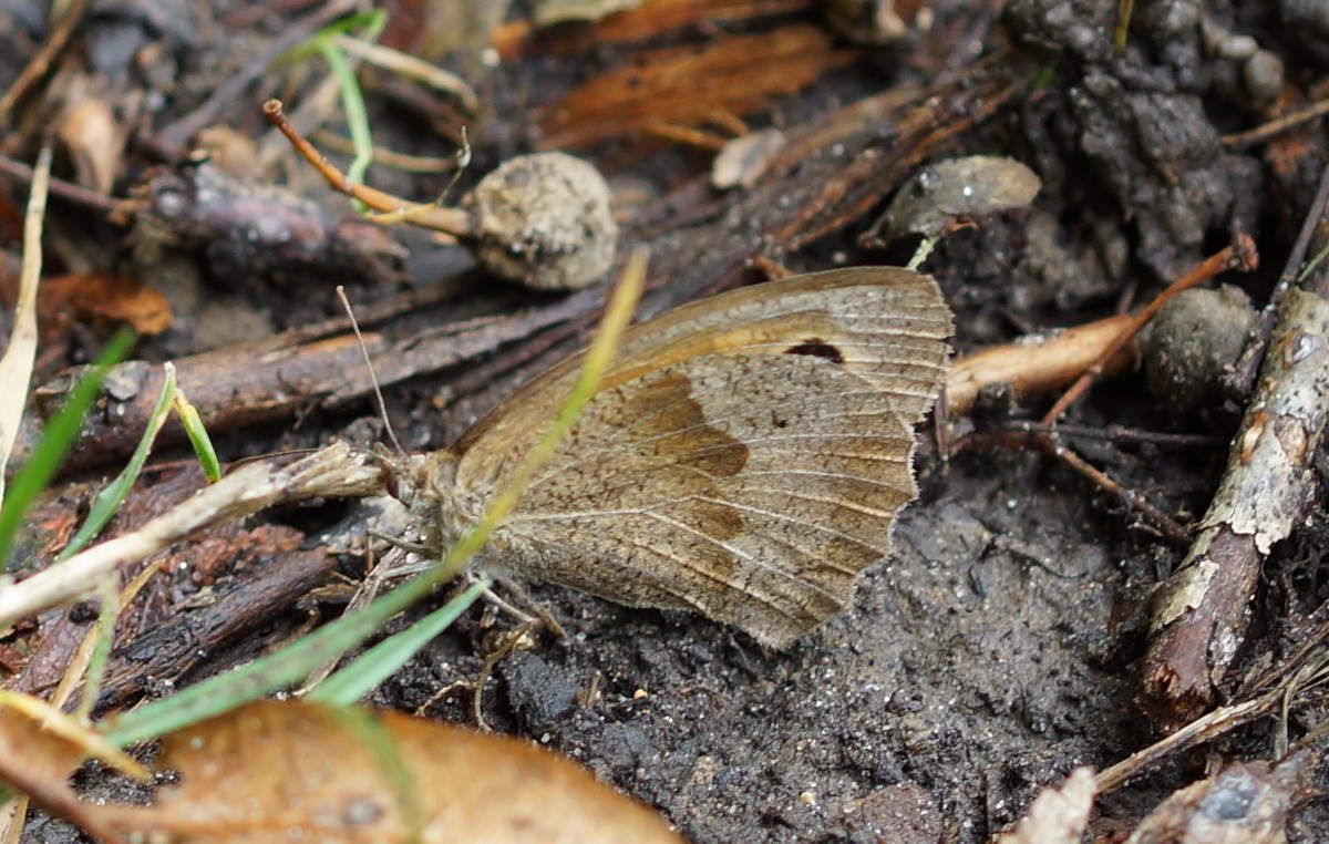 Myrtil - notesdeterrain.over-blog.com