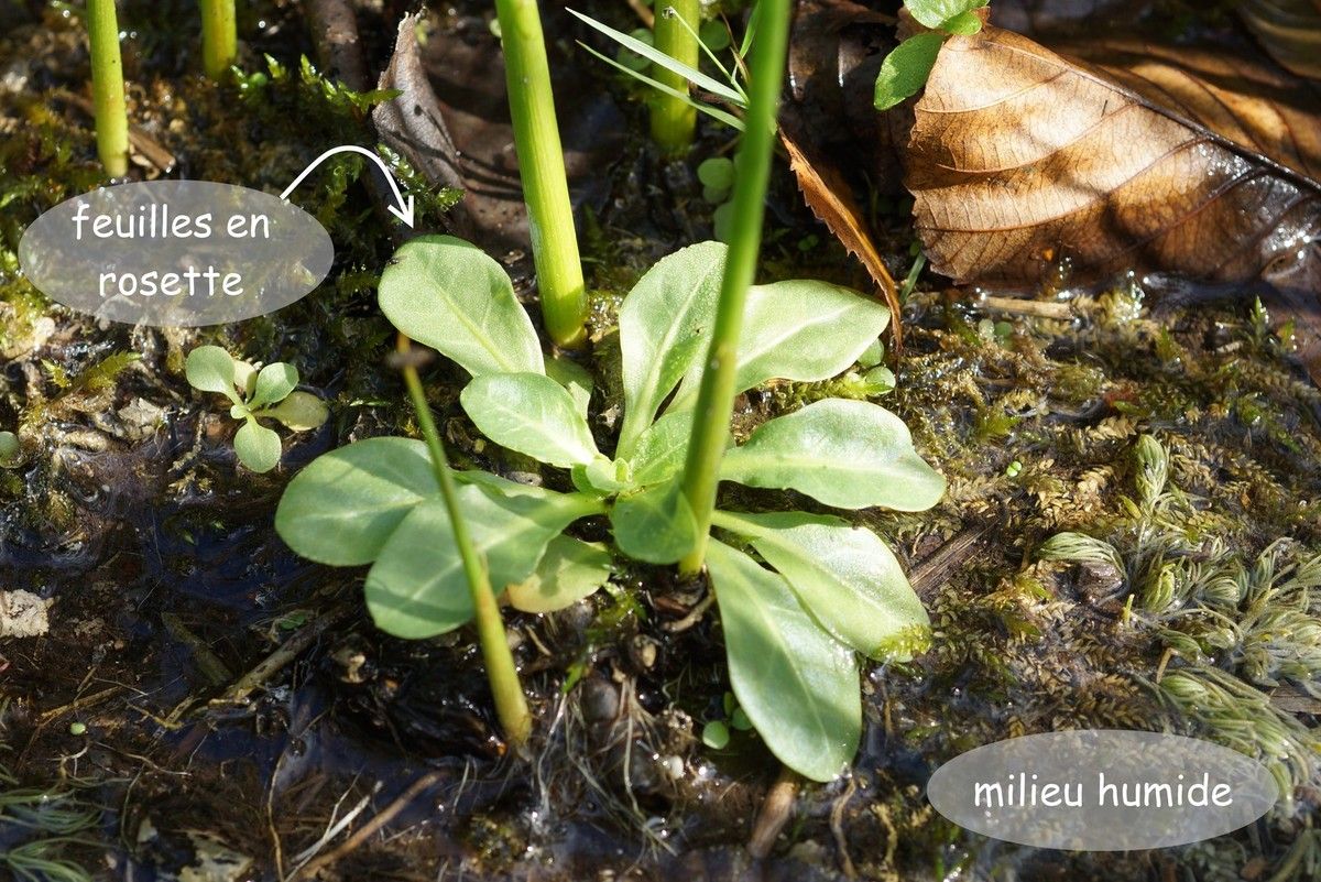 Samole - notesdeterrain.over-blog.com