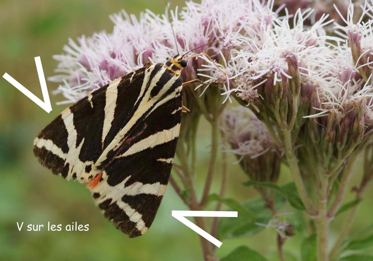 Ecaille chinée - notesdeterrain.over-blog.com