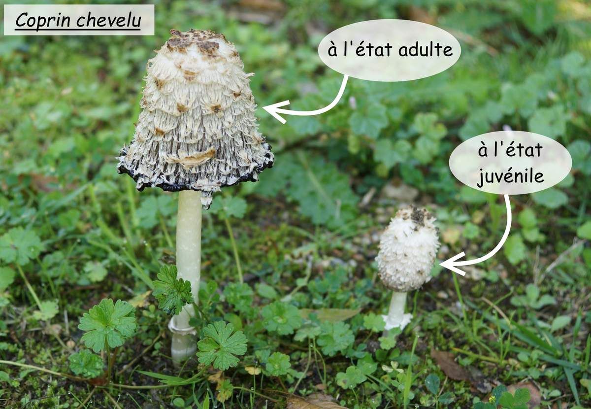 Coprin chevelu - notesdeterrain.over-blog.com