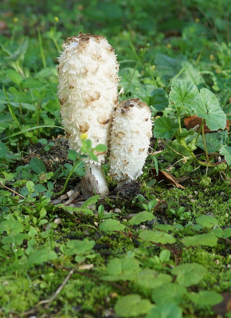 Coprin chevelu - notesdeterrain.over-blog.com