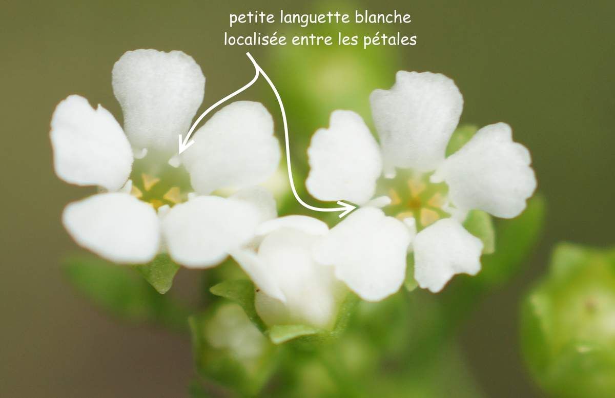 Samole - notesdeterrain.over-blog.com