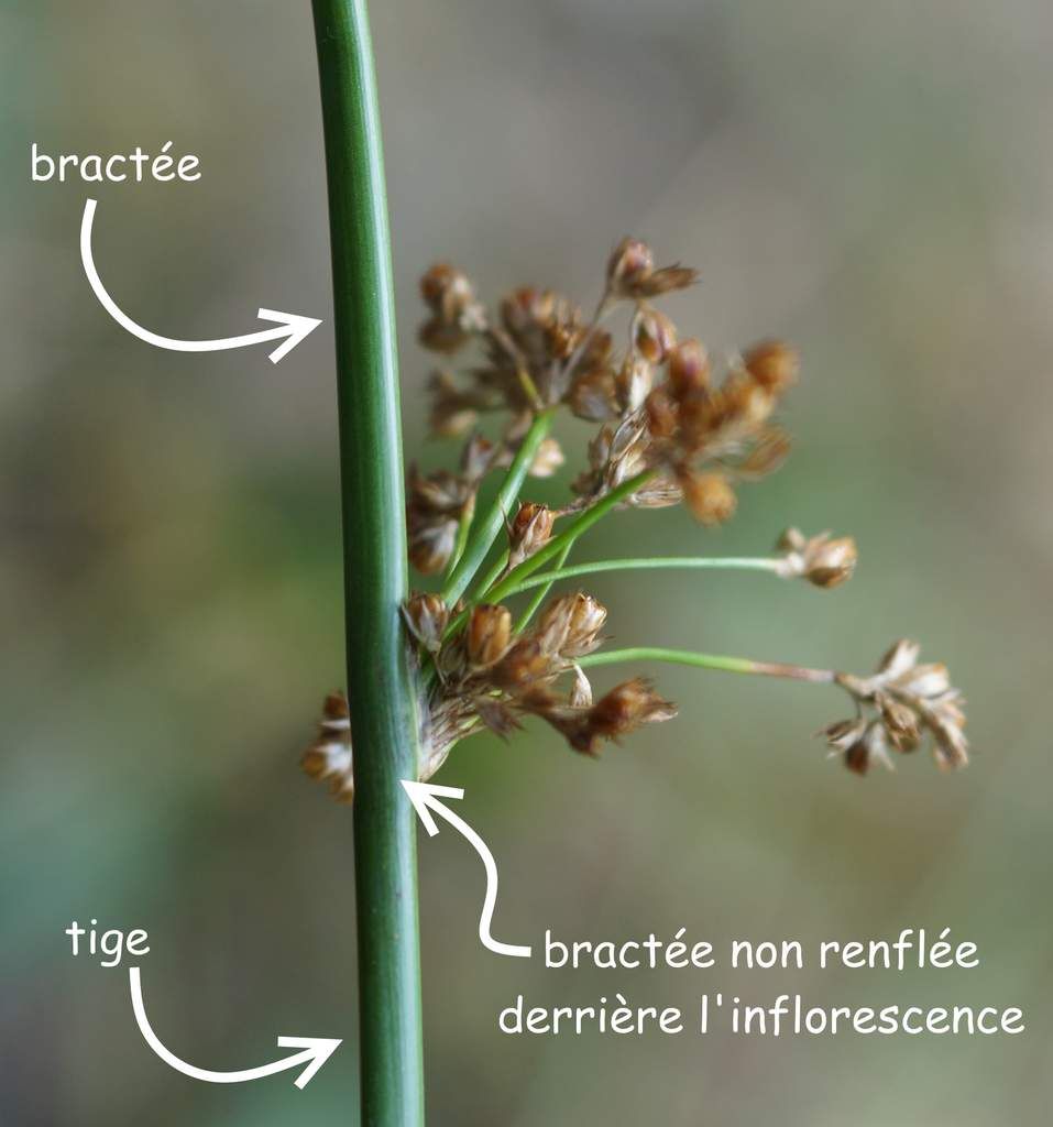 Jonc diffus - notesdeterrain.over-blog.com