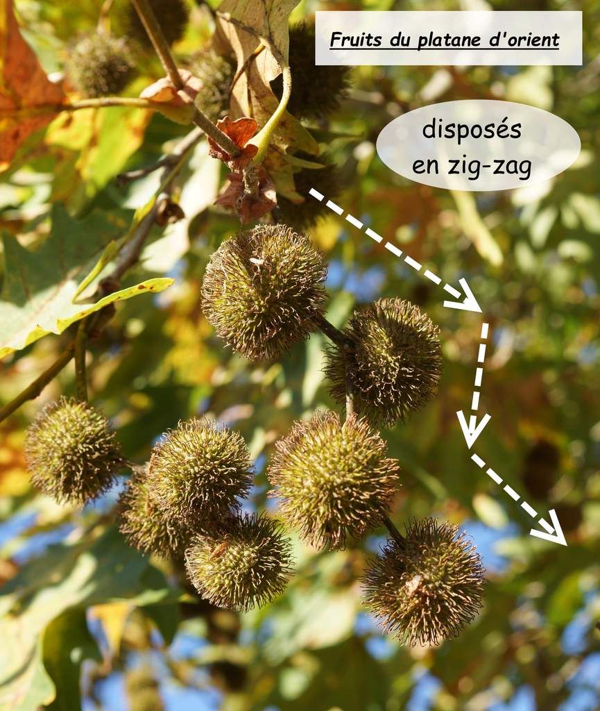 Platanes - notesdeterrain.over-blog.com