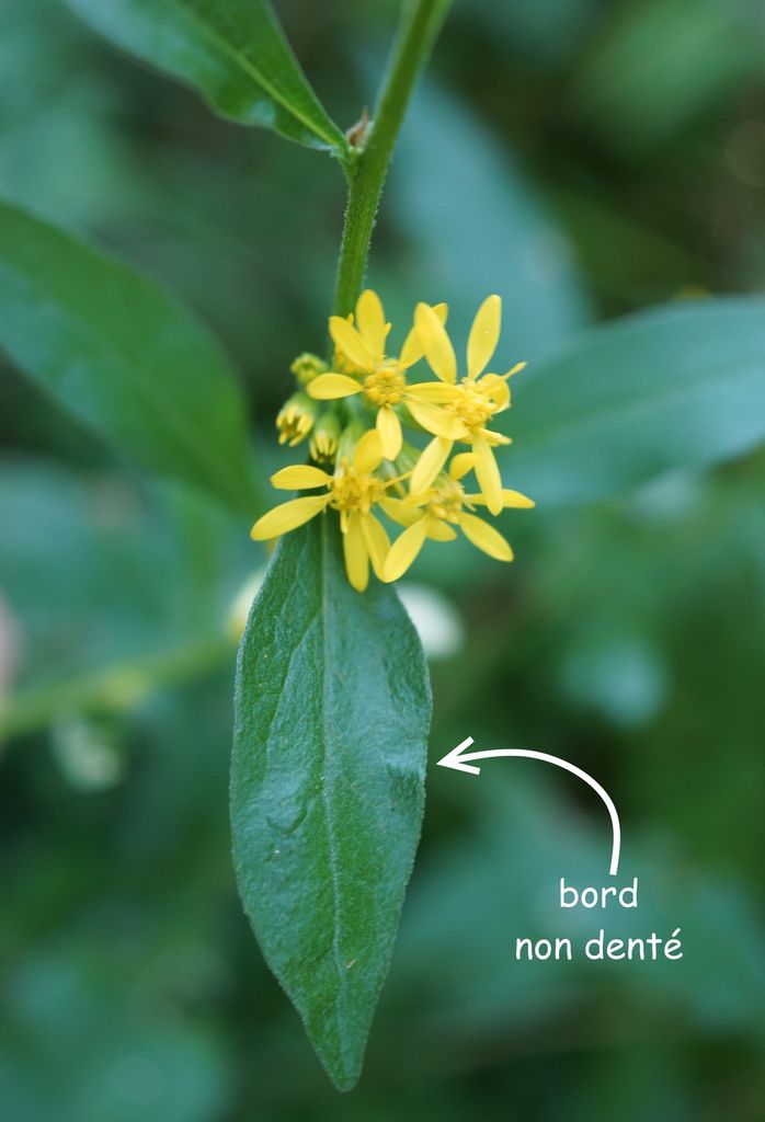 Solidage Verge-d'or - notesdeterrain.over-blog.com